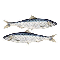 Fresh fish and seafood - Fratello Trade a.d.