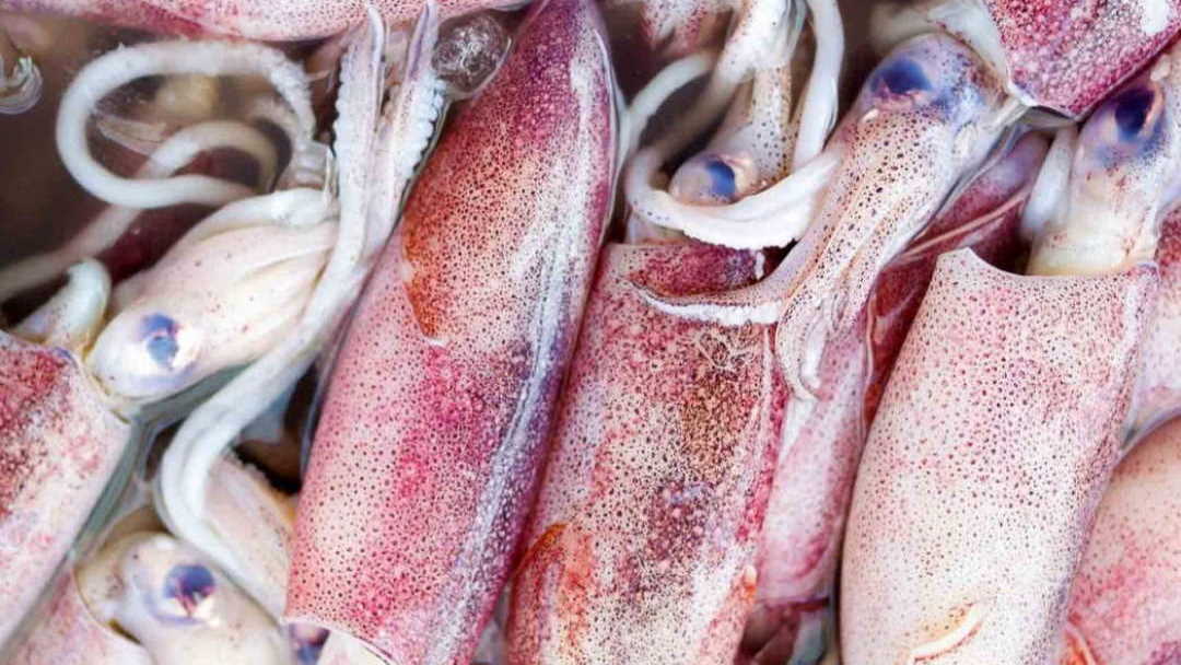 Čuvajte zdravlje, uvrstite lignje u redovnu ishranu